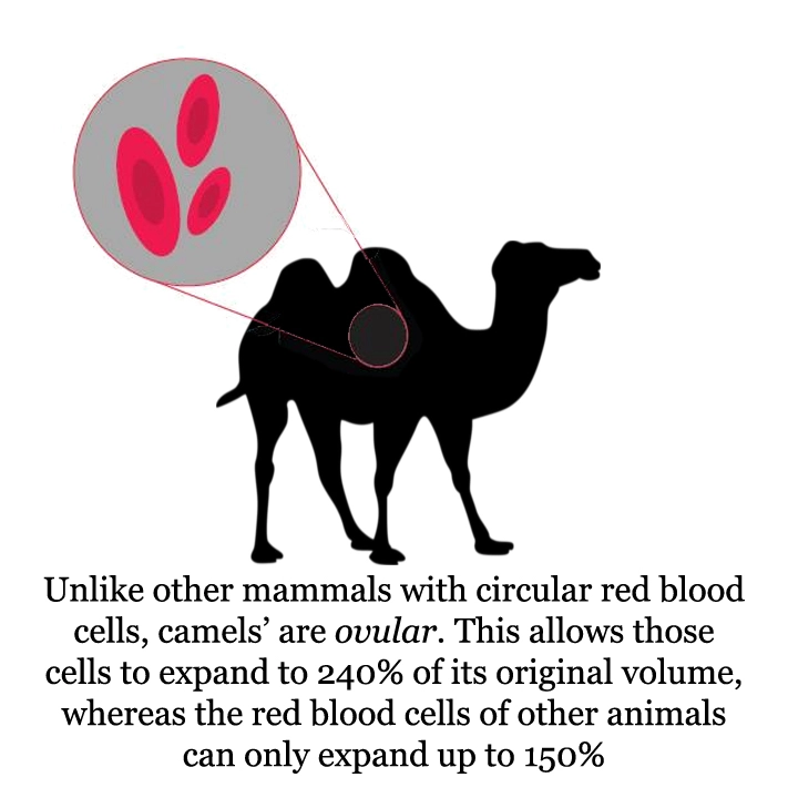 Camel Blood: Traditions, Nutrition, and Science - ARKBIODIV.COM